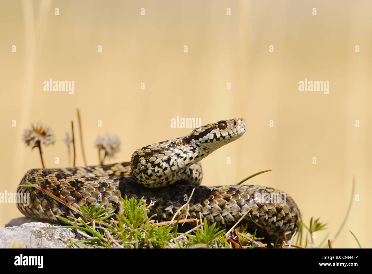 Orsini's Viper (Vipera ursinii) adult, coiled on rock, Italy, september ...