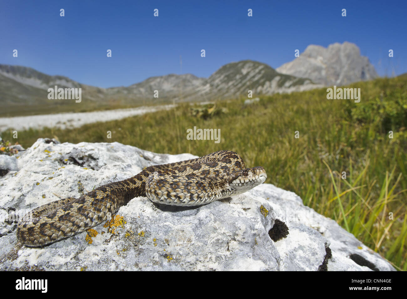 Orsini's Viper (Vipera ursinii) adult, on rock in mountain habitat ...