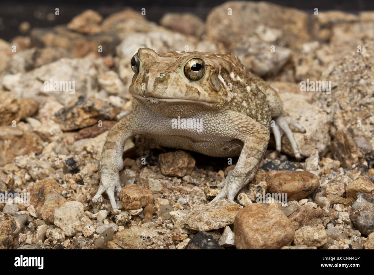 African common toad hi-res stock photography and images - Alamy