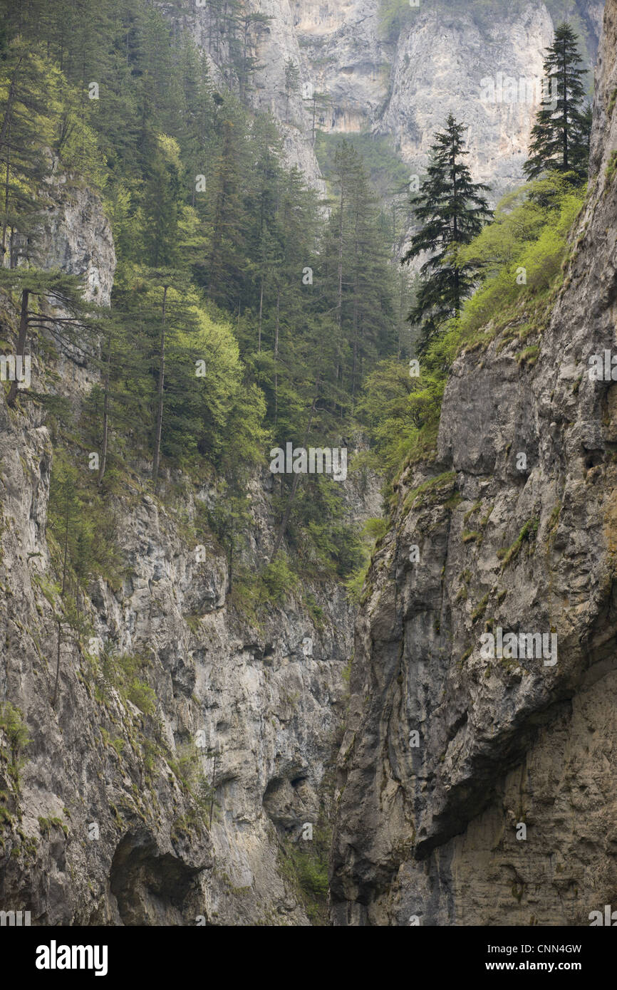Precipitous limestone cliffs with spruce trees in mist, Trigrad Gorge ...