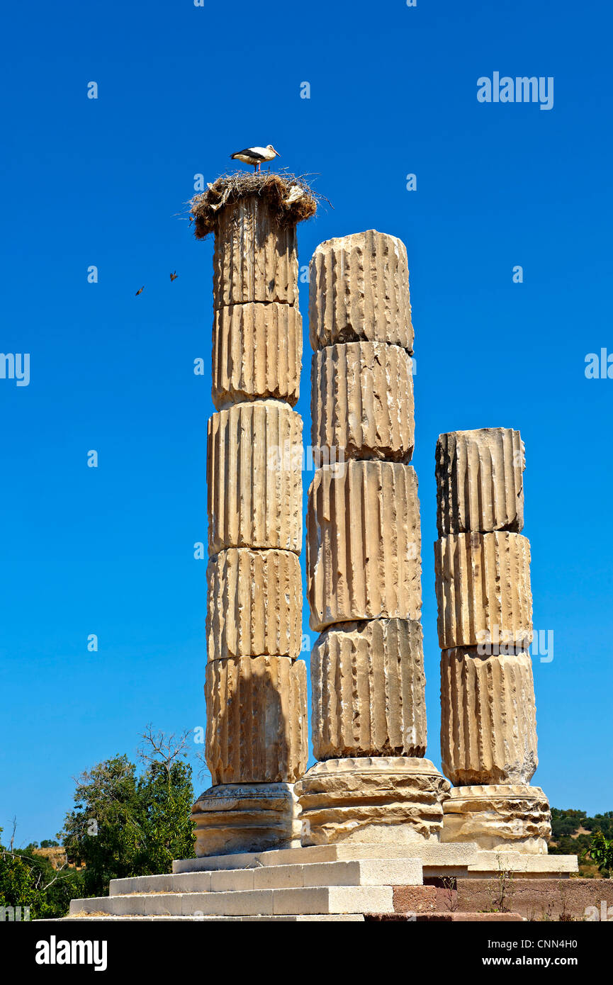 Storks nesting on the columns of the Hellanistic Ionic Apollo ...