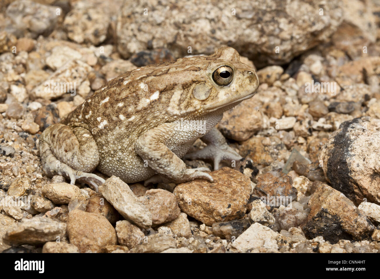 African Common Toad High Resolution Stock Photography and Images - Alamy