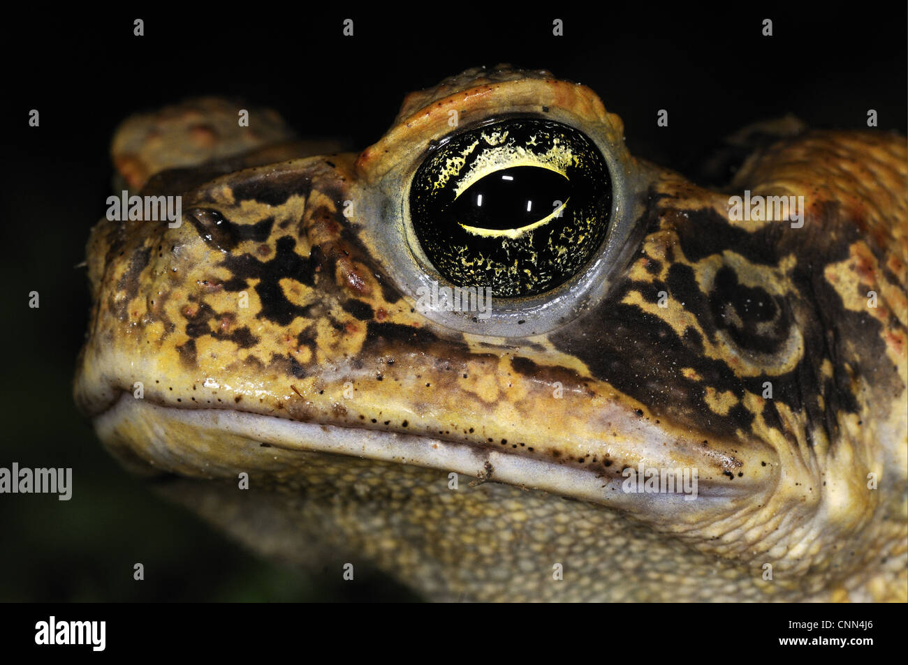 Cane Toad (Rhinella marinus) adult, close-up of head, at night ...