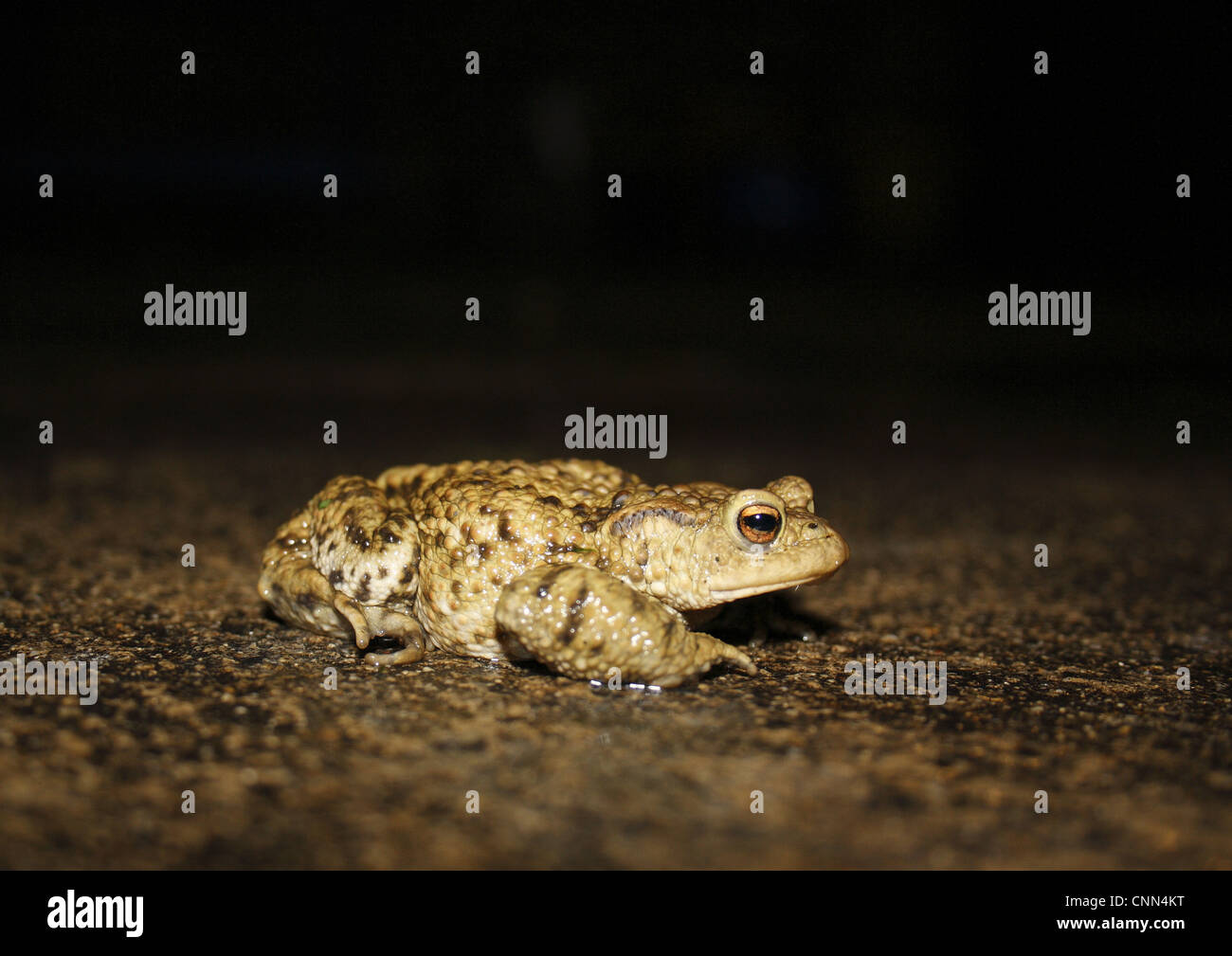 Rain toad uk hi-res stock photography and images - Alamy