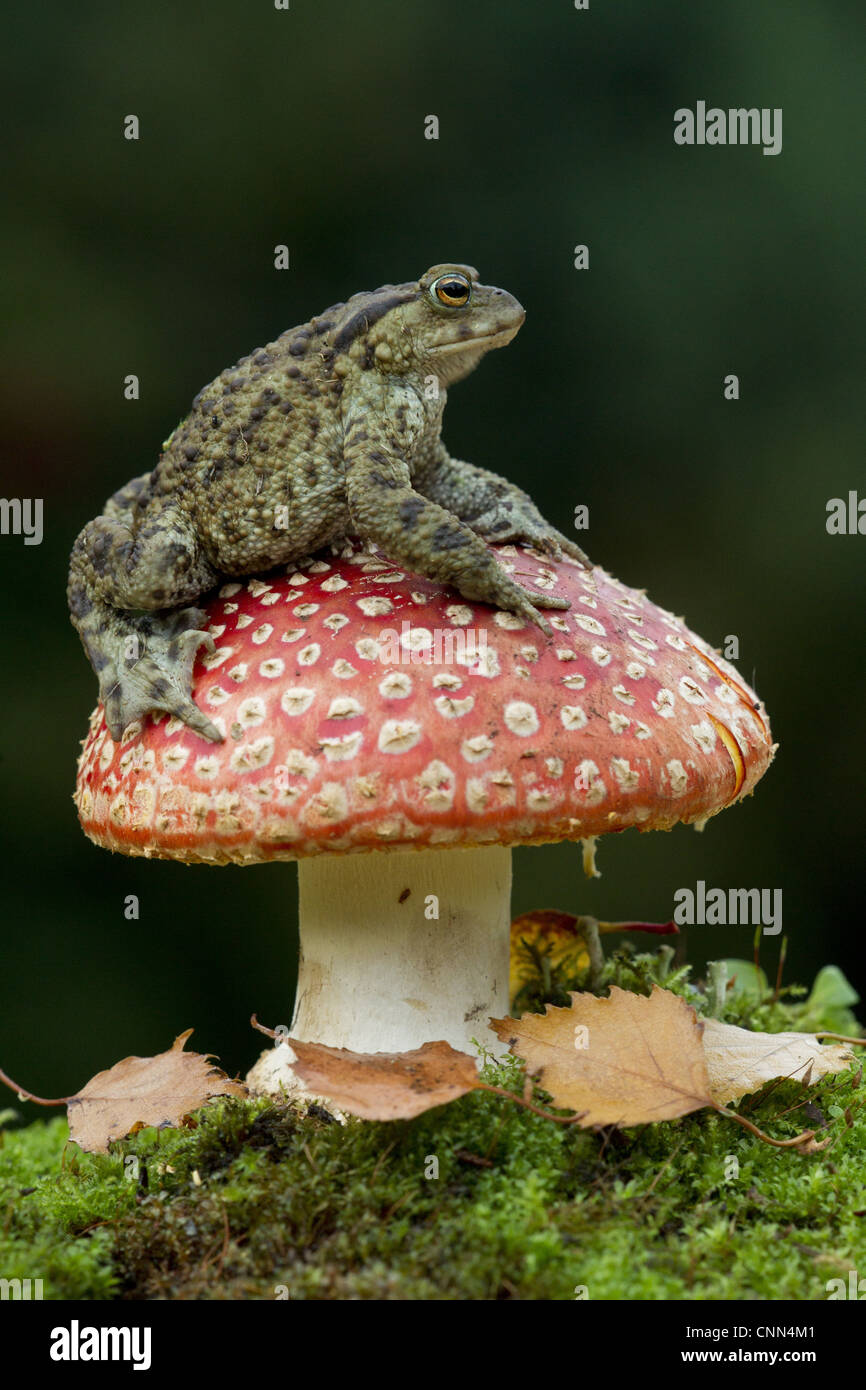 Toad On Mushroom Stock Photos & Toad On Mushroom Stock Images - Alamy