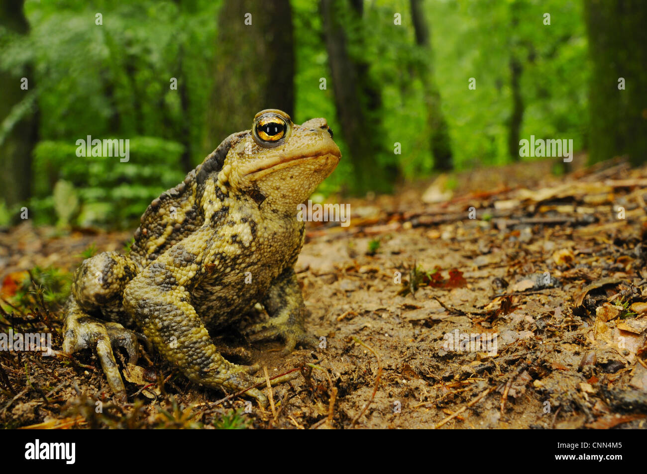 Common Toad (Bufo bufo) adult, sitting on mud in woodland habitat ...
