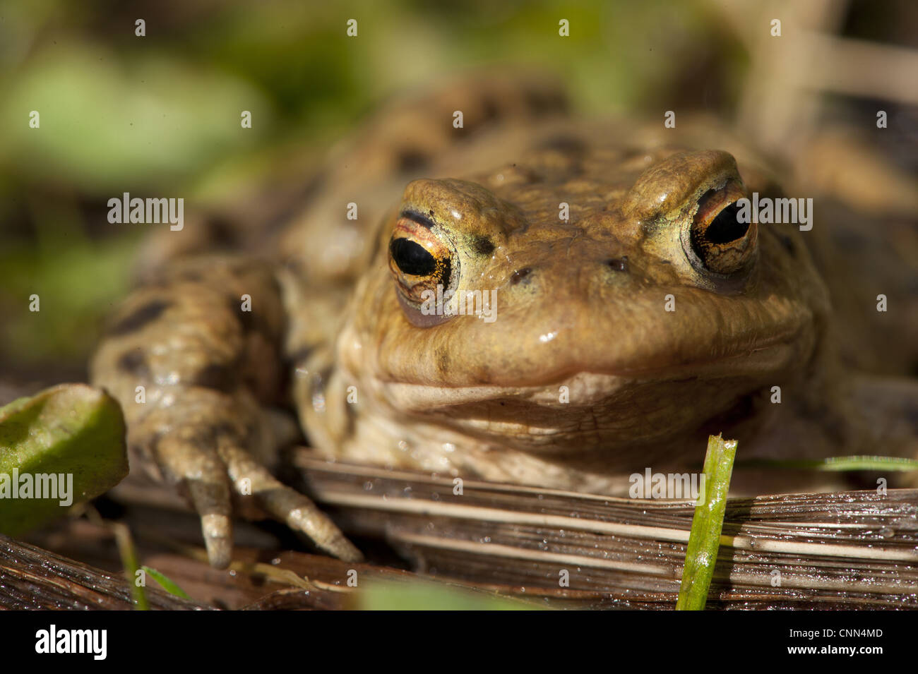 Common toads britain pond hi-res stock photography and images - Alamy