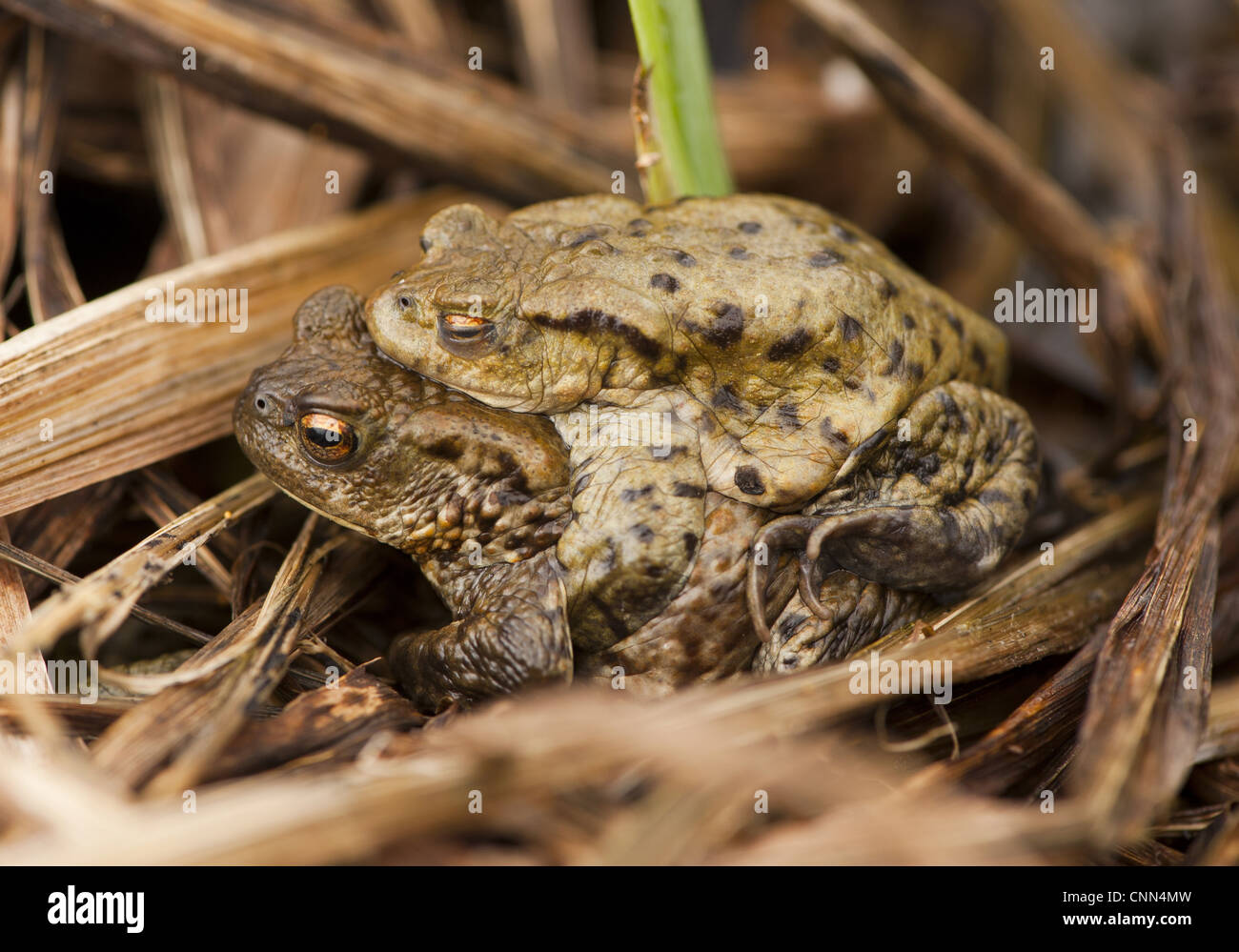 Common toads britain pond hi-res stock photography and images - Alamy
