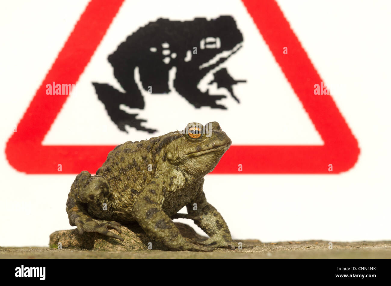 Common Toad (Bufo bufo) adult, with toad crossing sign in background ...