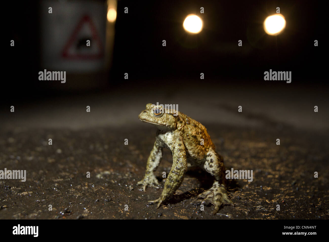 Common Toad (Bufo bufo) adult, at toad crossing on road at night ...