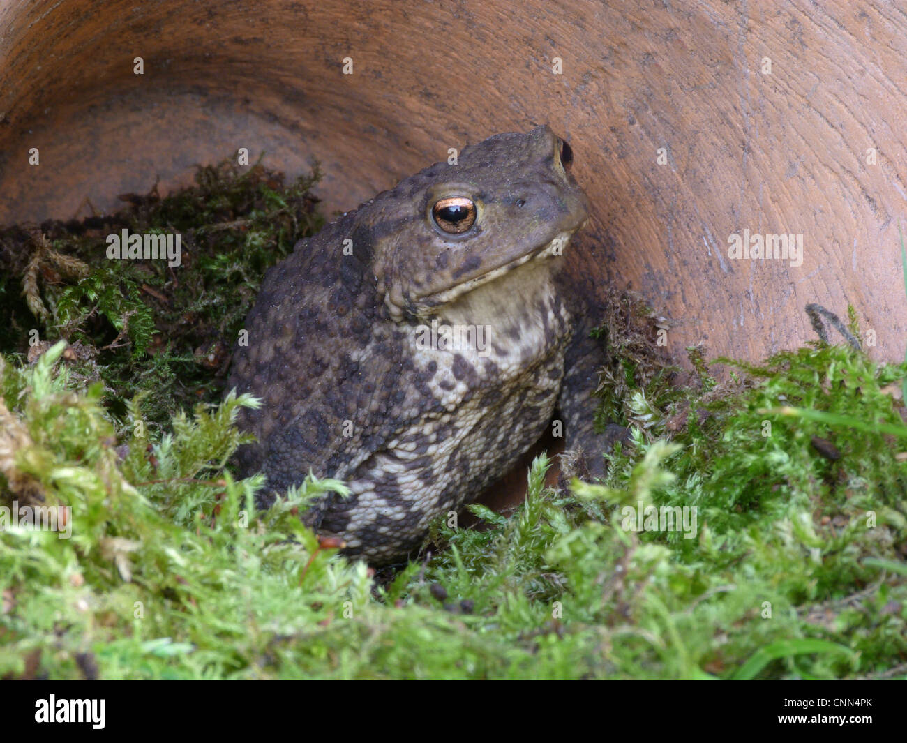 Common toad england garden flowerpot hi-res stock photography and ...