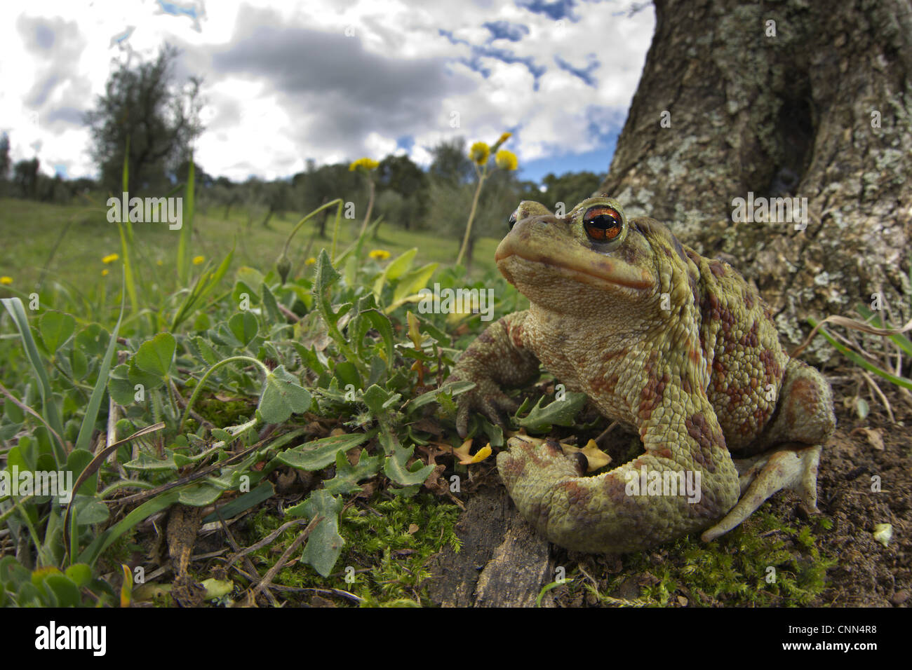 Common Toad (Bufo bufo) adult, sitting at base of tree in habitat ...