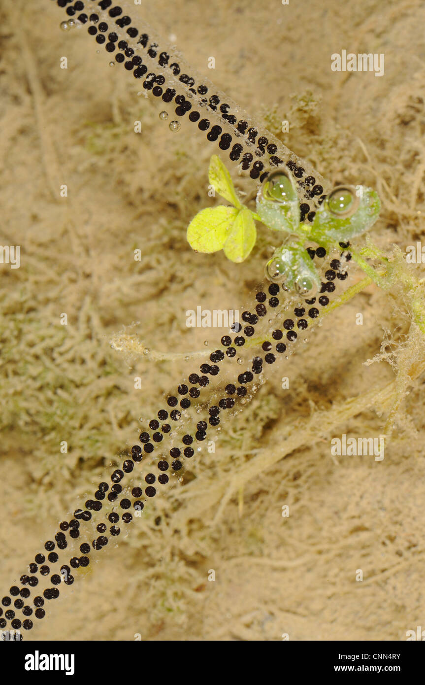 Bufo Bufo Eggs High Resolution Stock Photography and Images - Alamy