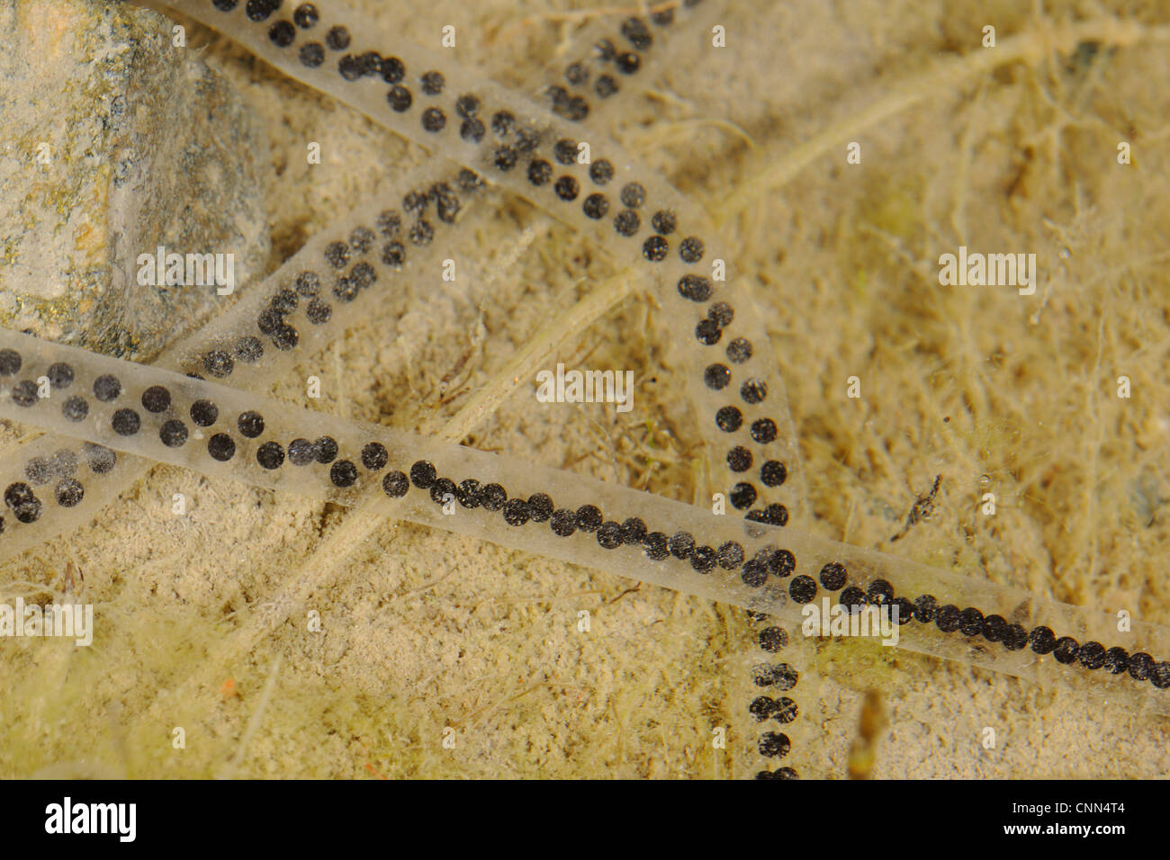 European Green Toad (Bufo viridis) eggs in water, Italy, may Stock Photo - Alamy