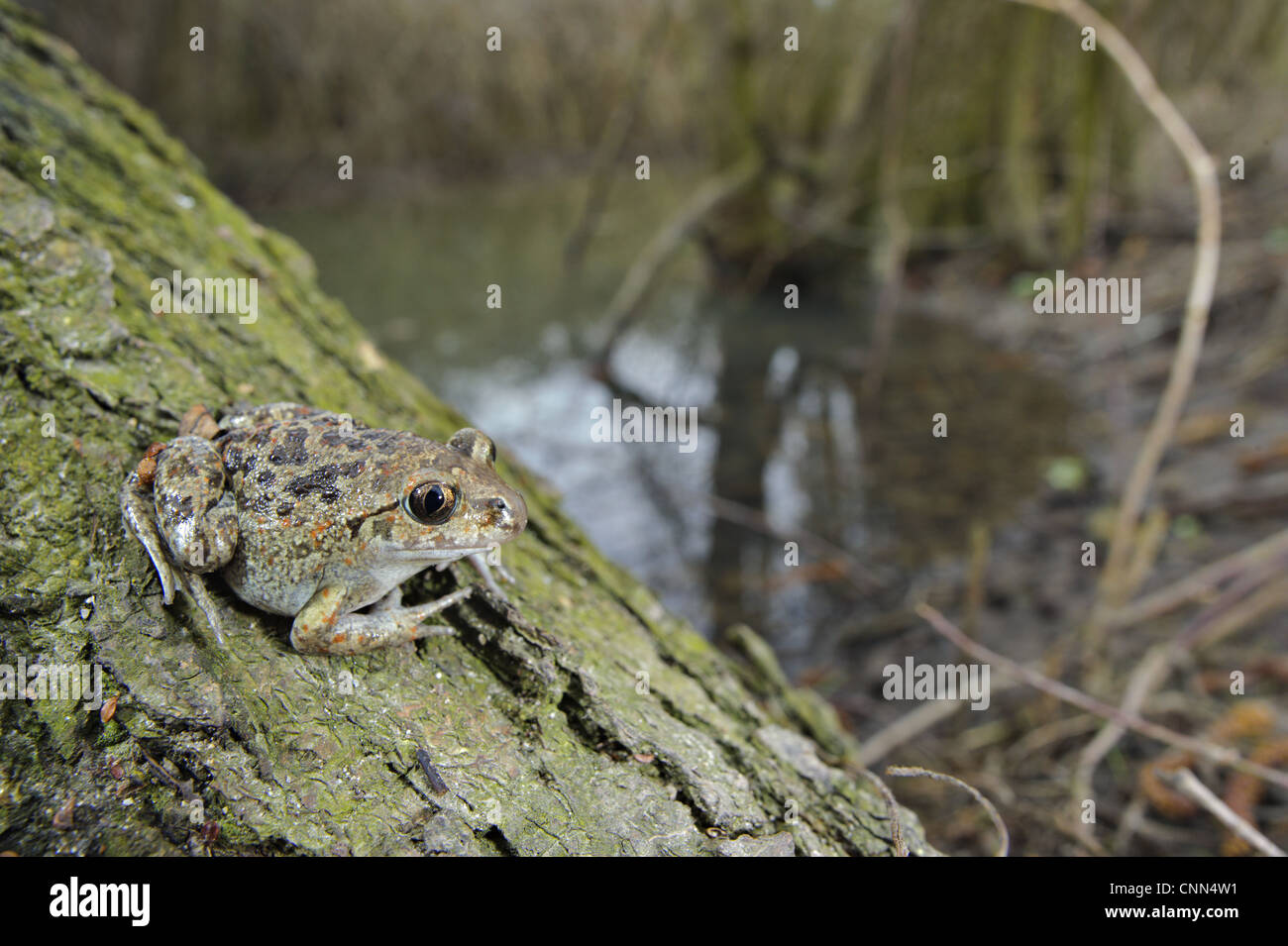 Italian Spadefoot Pelobates fuscus insubricus young sitting on tree ...