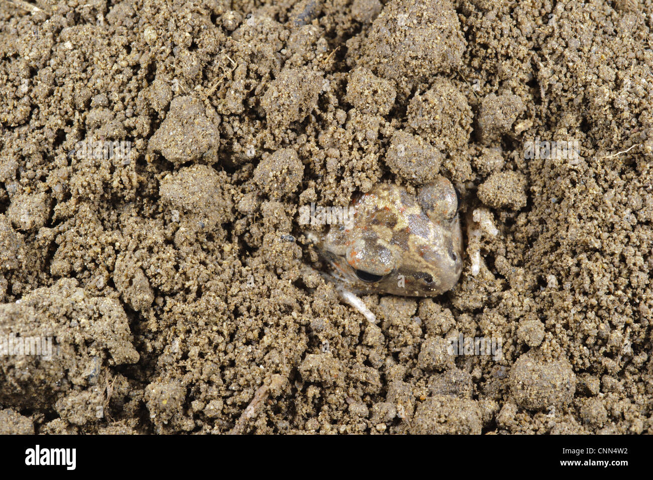 Italian Spadefoot (Pelobates fuscus insubricus) young, digging in loose ...