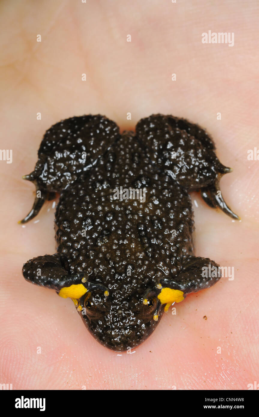 Toad defensive posture hi-res stock photography and images - Alamy