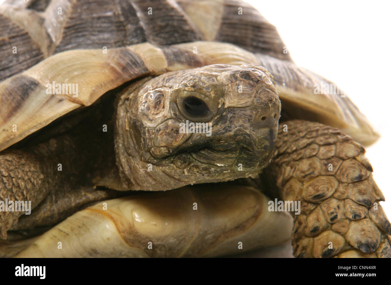 Hermann's Tortoise (Testudo hermanni) adult, close-up of head Stock ...