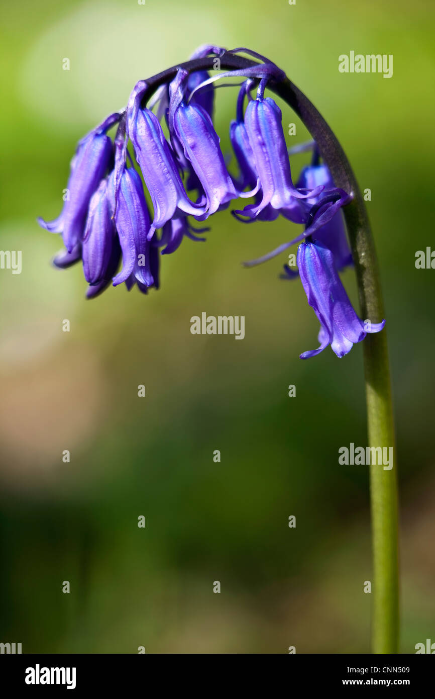 A close up of an English Bluebell flower growing in woodland Stock ...