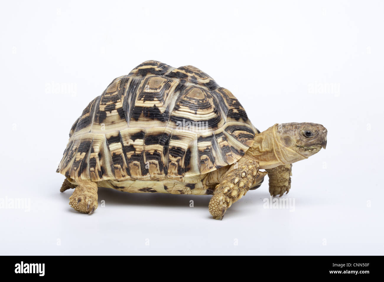 Leopard Tortoise (Stigmochelys pardalis) adult Stock Photo - Alamy