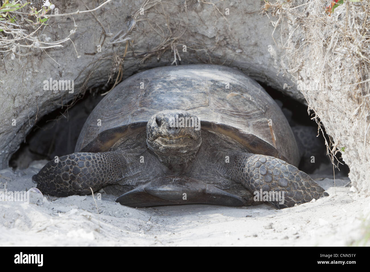 Gopher Tortoise (Gopherus polyphemus) adult, at burrow entrance, San ...