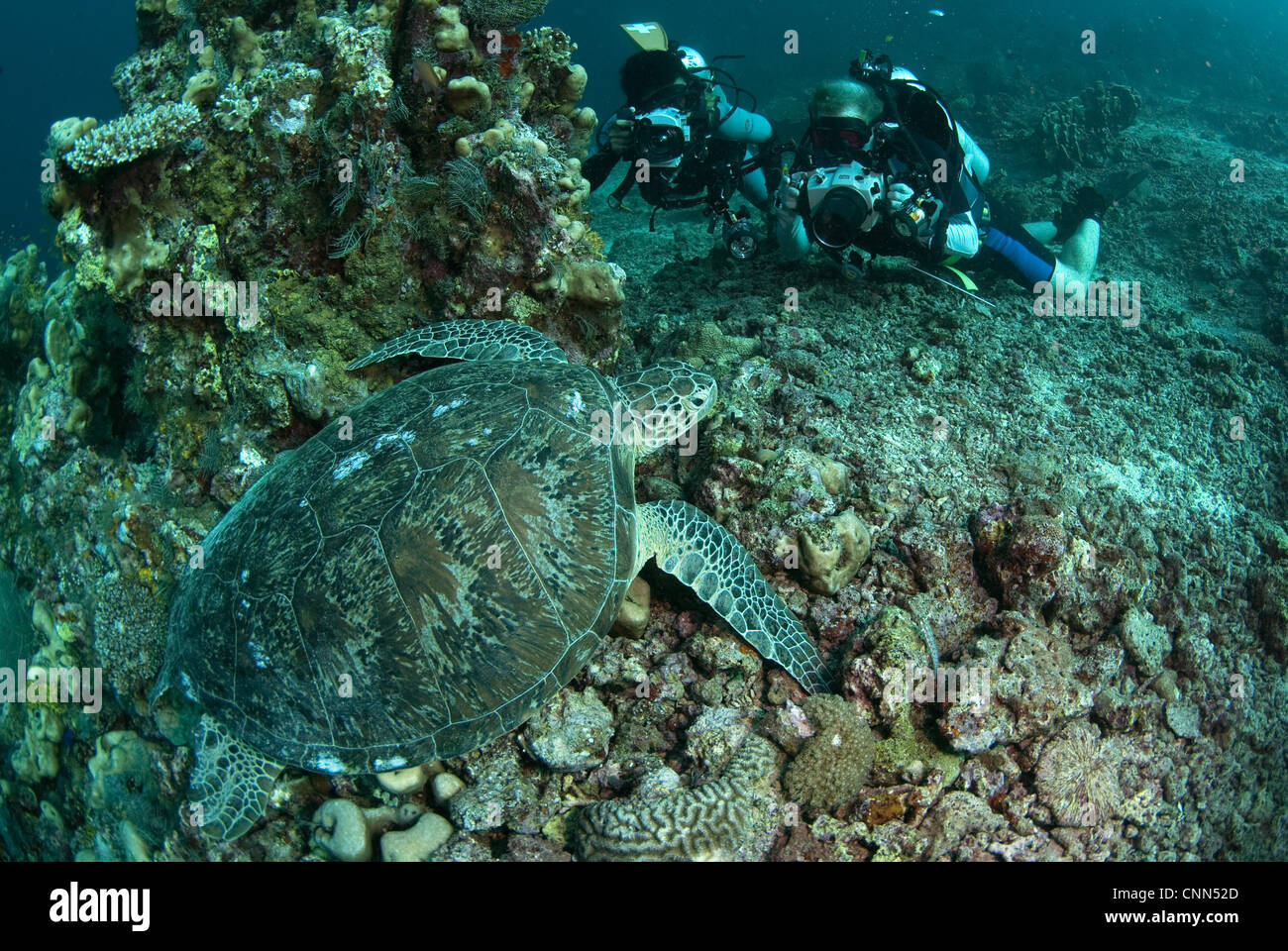 Photographers on coral reef hi-res stock photography and images - Alamy
