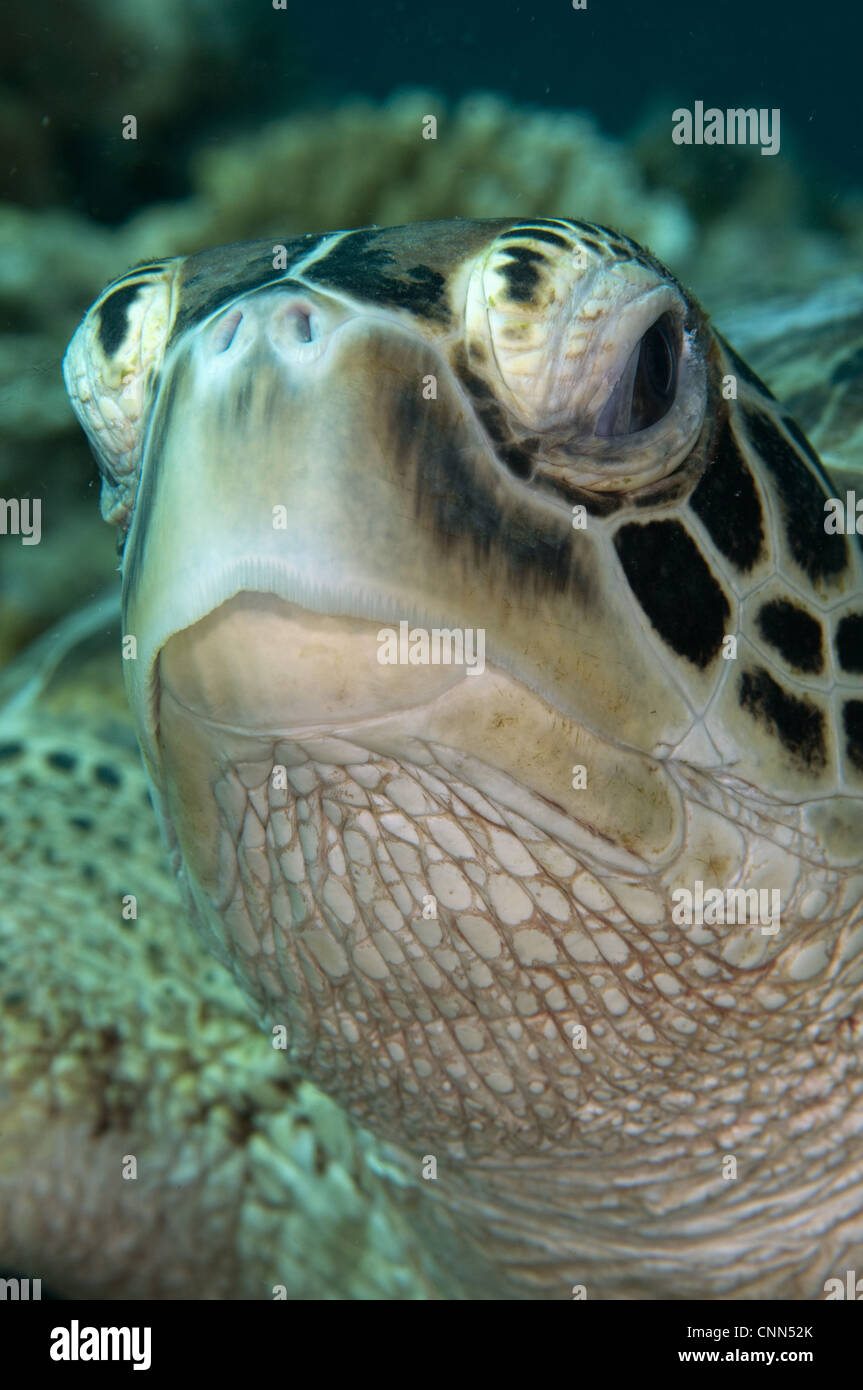Sea turtle head close up hi-res stock photography and images - Alamy