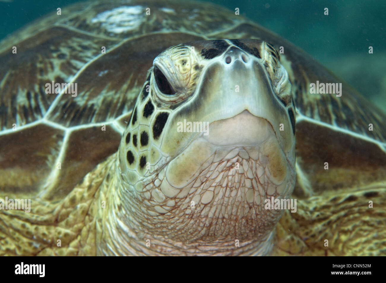 Sea turtle head close up hi-res stock photography and images - Alamy