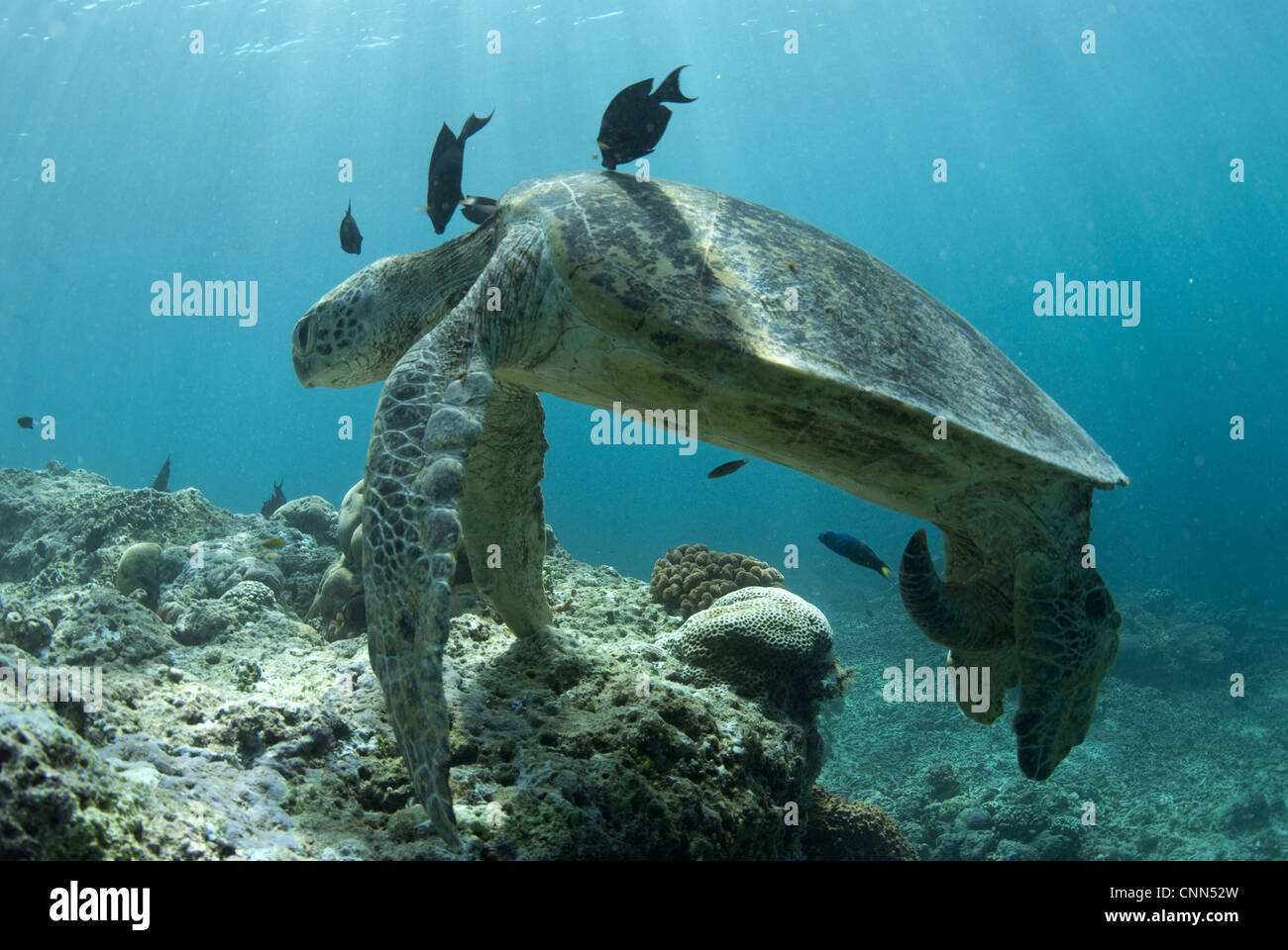 Reef cleaning stations hi-res stock photography and images - Alamy