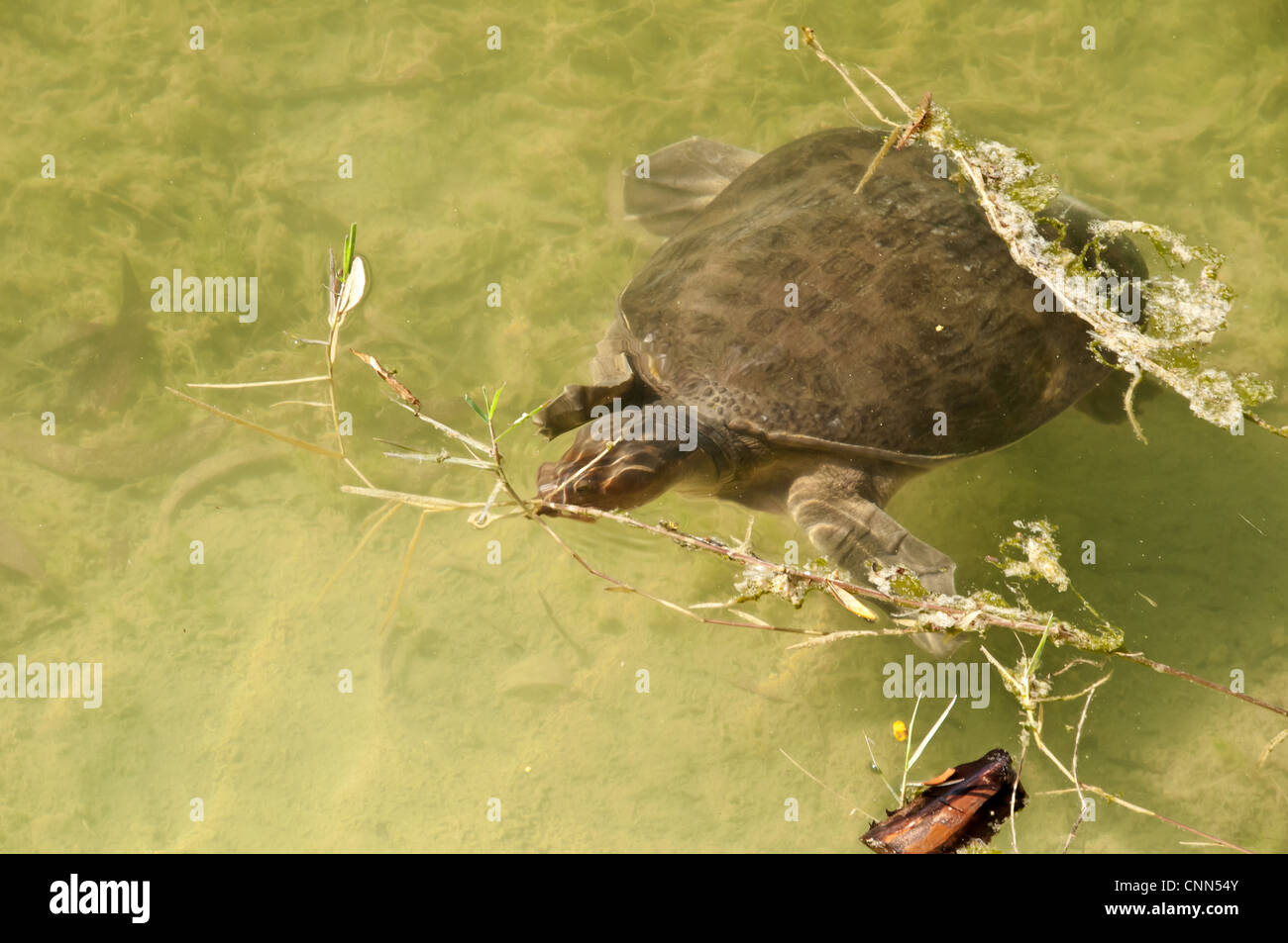 Florida Softshell Turtle (Trionyx ferox) adult, swimming below surface ...