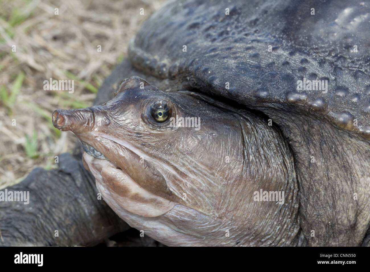 Florida Softshell Turtle (Apalone ferox) adult, close-up of head, Big ...