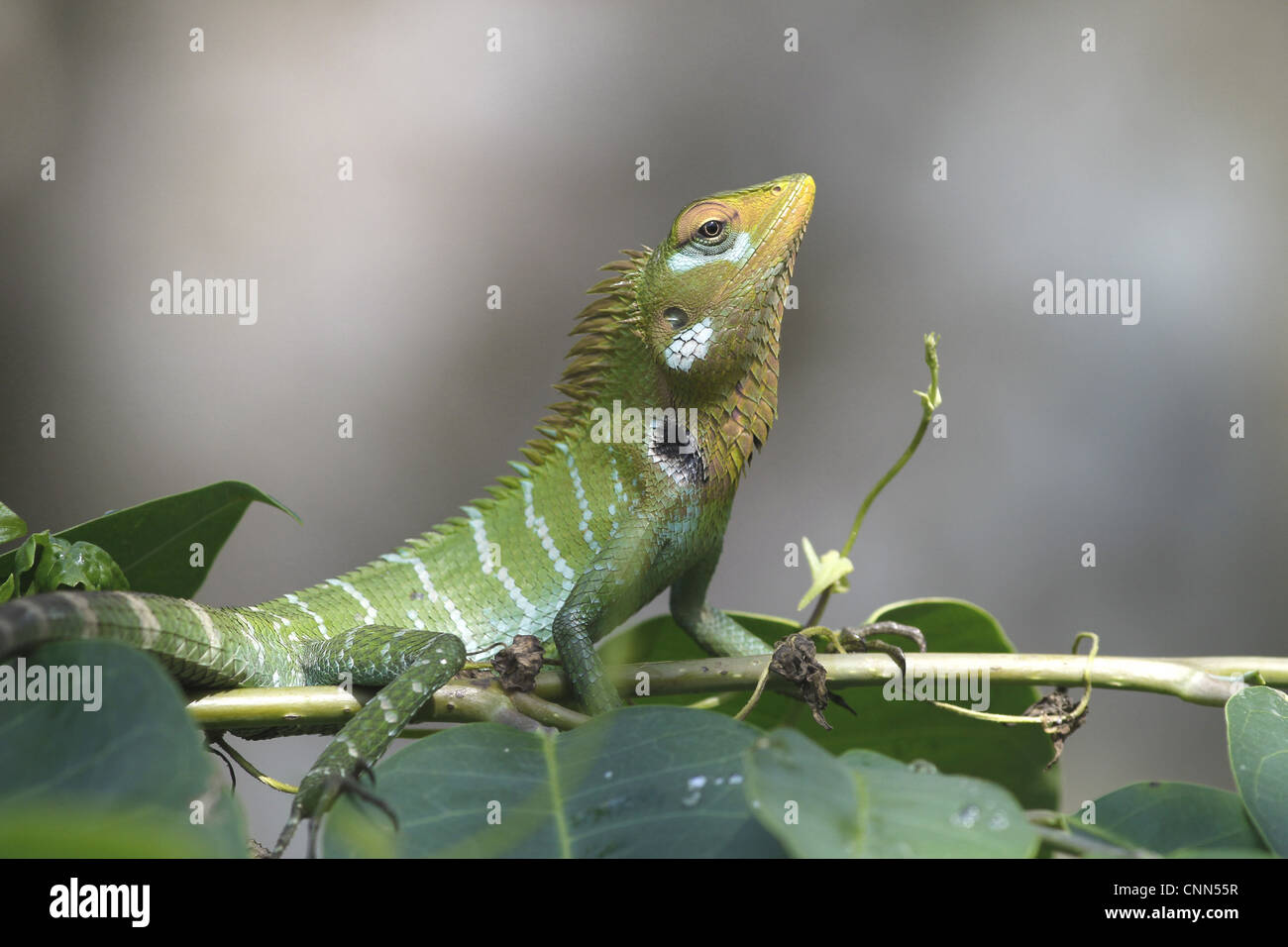 Common Green Forest Lizard Calotes calotes adult male resting ...