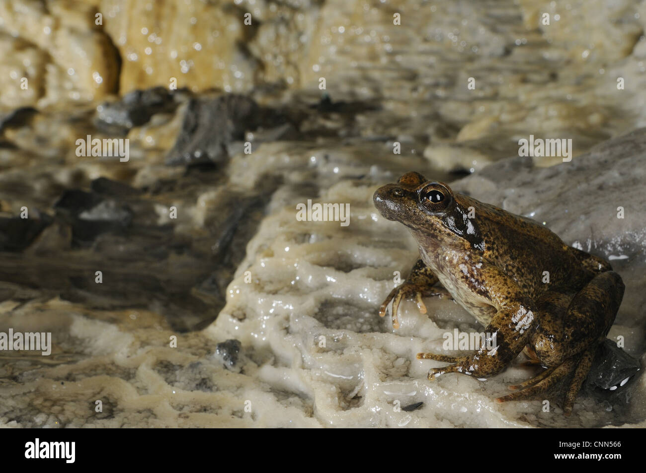 Italian Stream Frog (Rana italica) adult, sheltering in cave, Italy ...