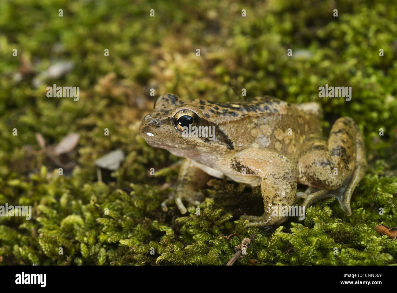 Italian stream frog rana italica hi-res stock photography and images ...