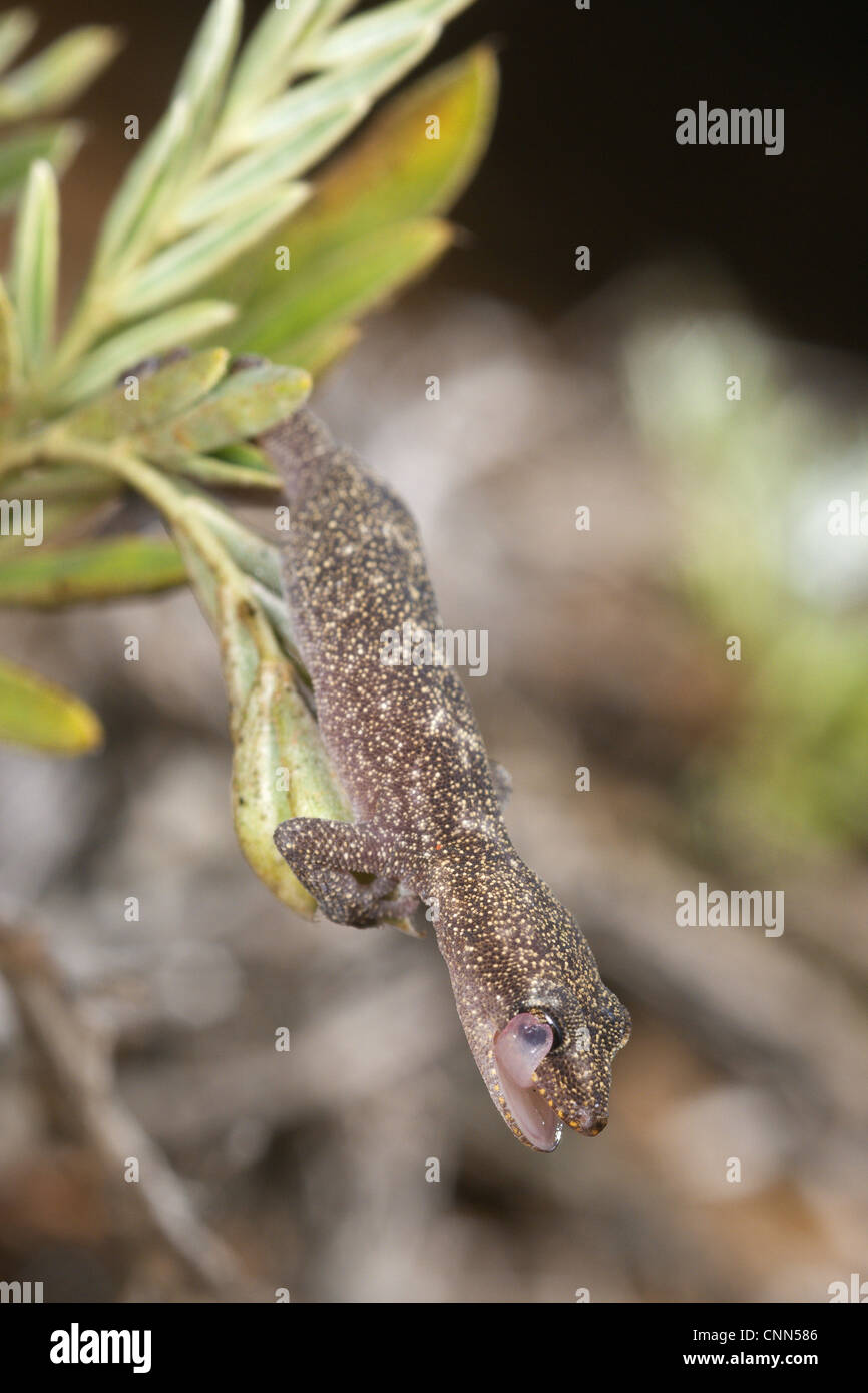 European Leaf-toed Gecko (Euleptes europaea) adult, cleaning eye with ...