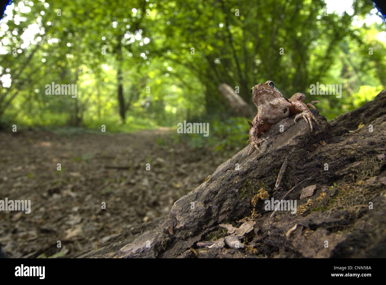 Italian Agile Frog (Rana latastei) adult male, sitting on stump in ...