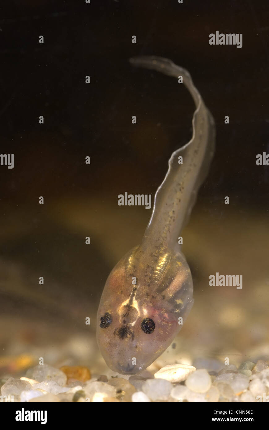 Italian Agile Frog (Rana latastei) leucistic tadpole, underwater, Pavia ...