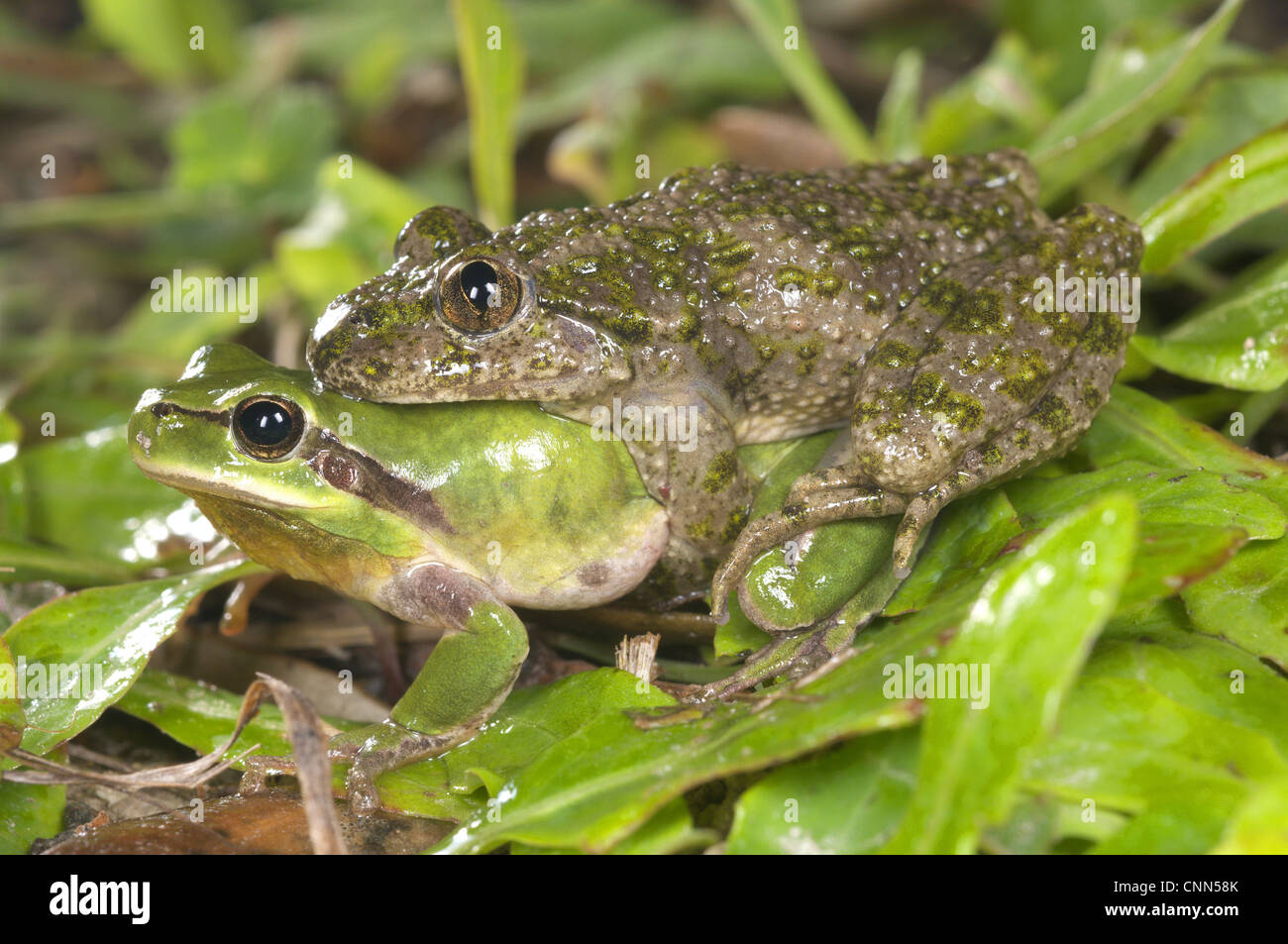Common Parsley Frog (Pelodytes punctatus) and Stripeless Treefrog (Hyla ...