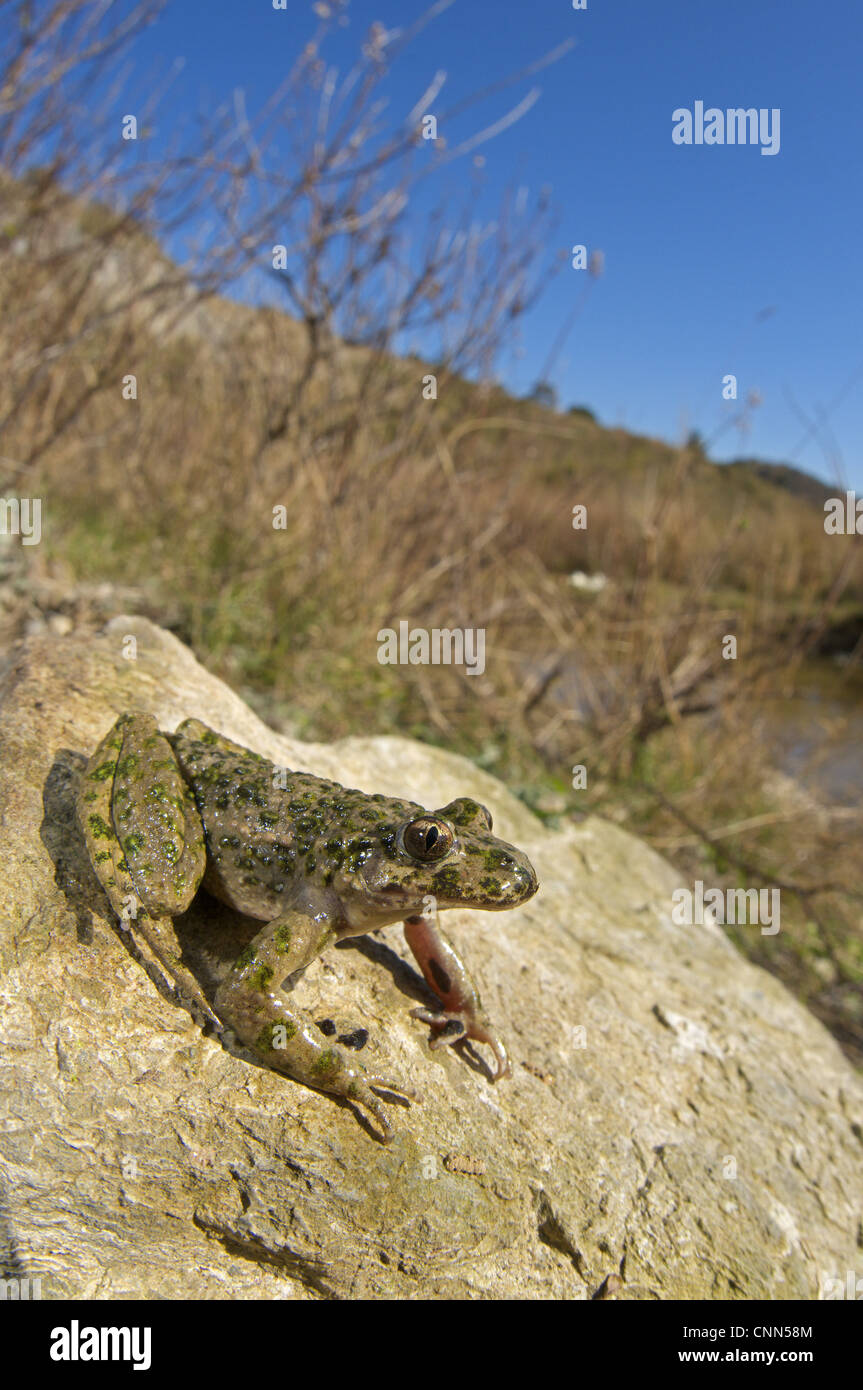 Punctatus hi-res stock photography and images - Alamy