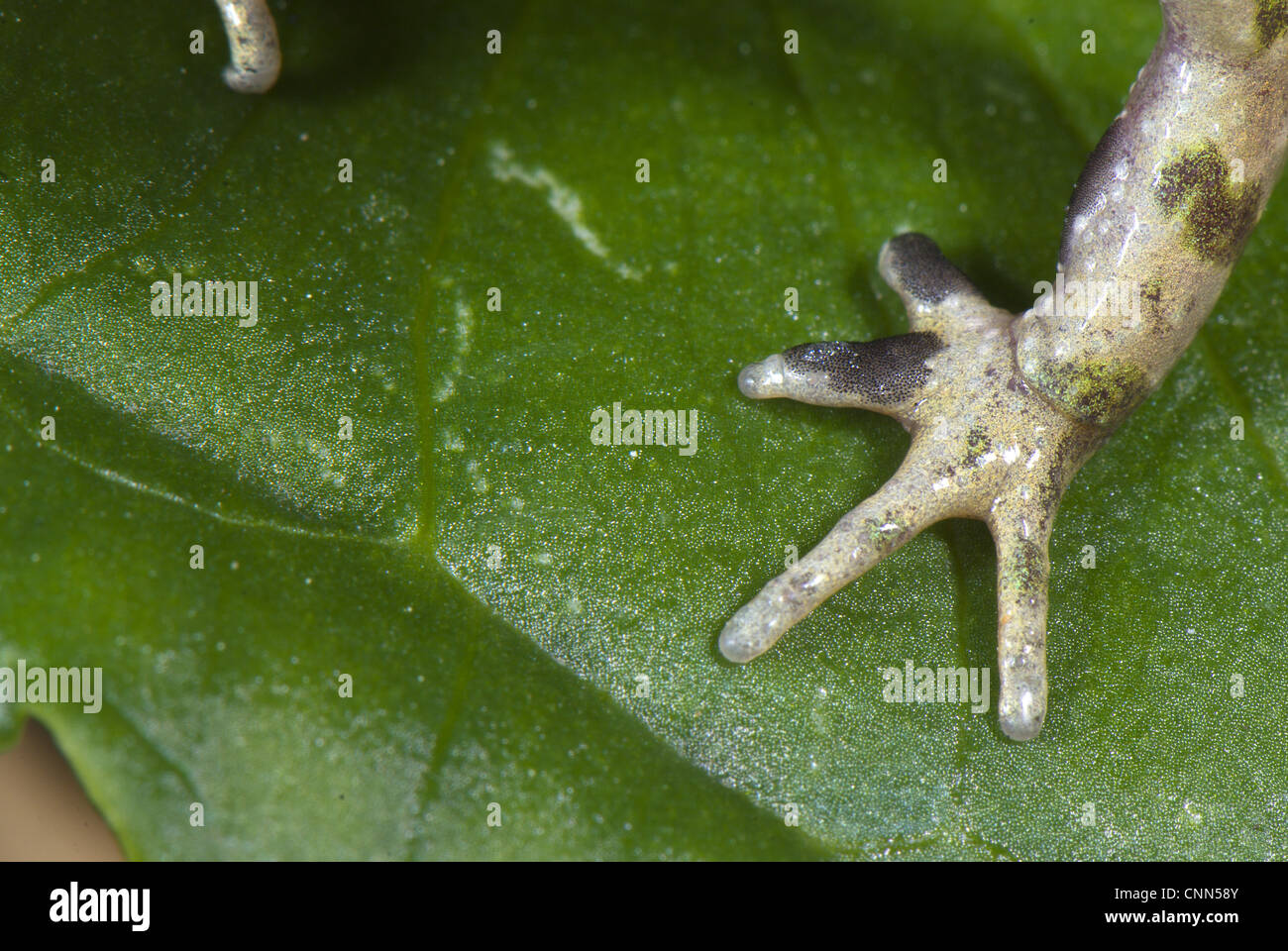 Foot pads hi-res stock photography and images - Alamy