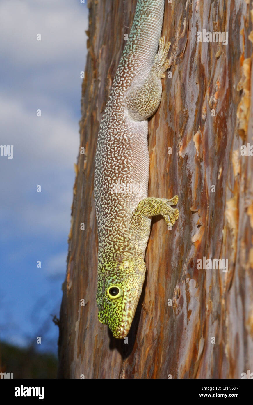Standing's Day Gecko Phelsuma standingi adult descending trunk spiny ...