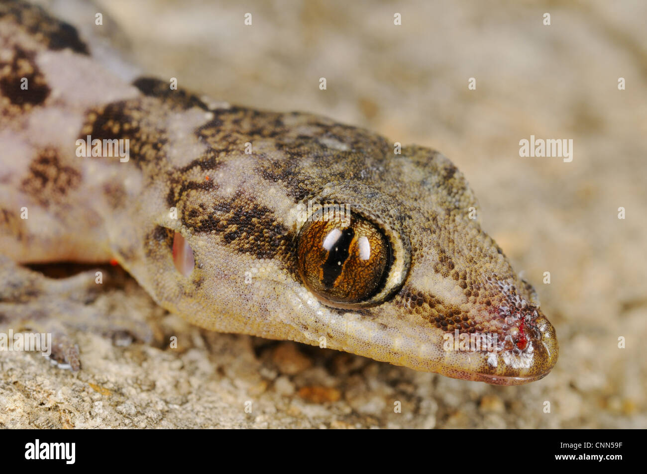 Socotran leaf toed gecko hi-res stock photography and images - Alamy