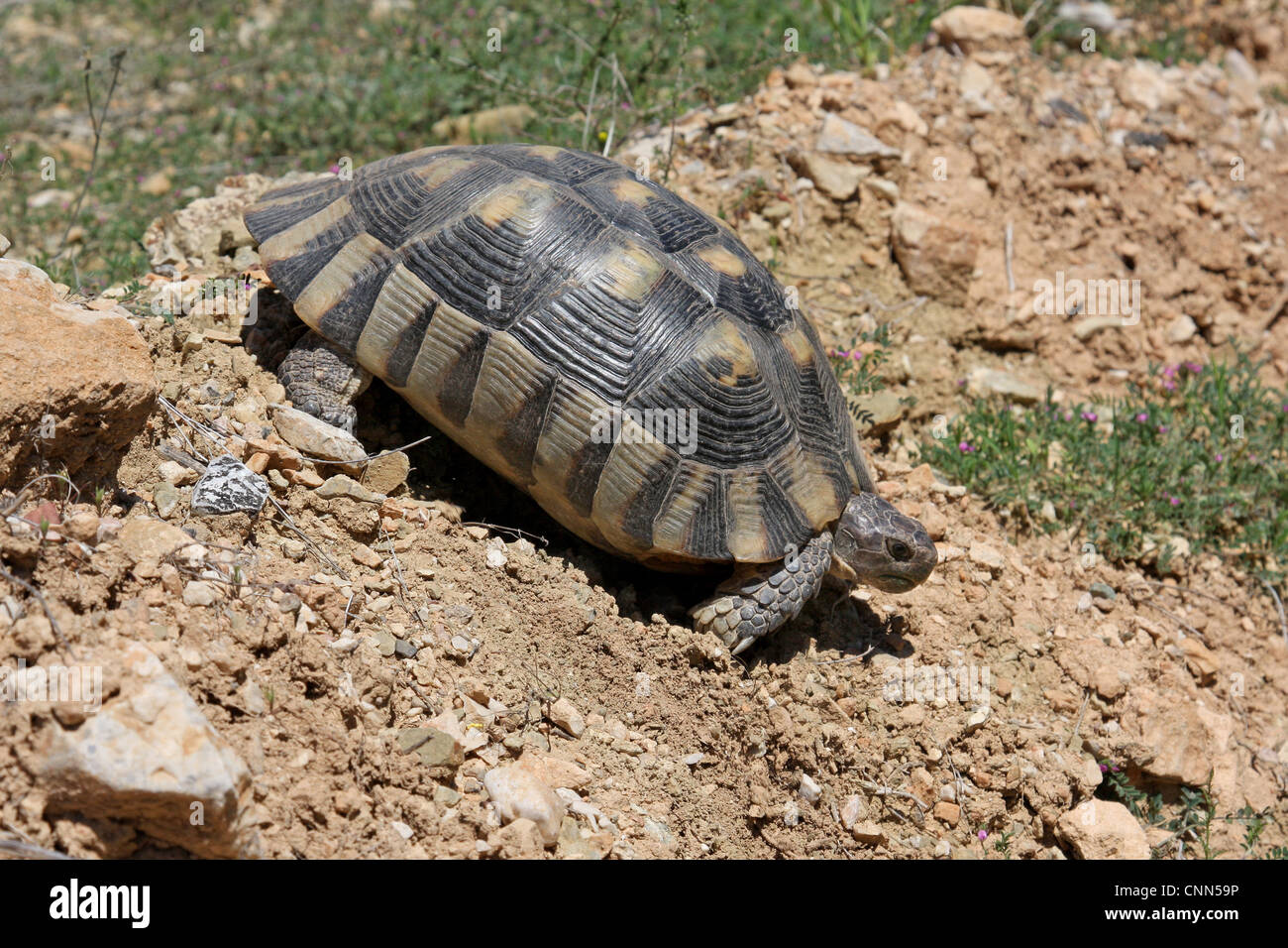 Marginated Tortoise (Testudo marginata) adult, walking down dry slope ...