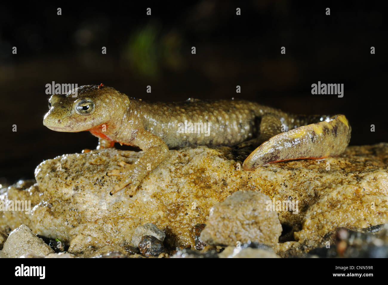 Pyrenean Brook Newt (Calotriton asper) adult, standing on rock, Ordesa ...