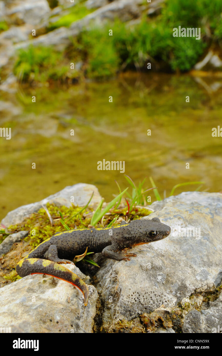 Spanish salamanders hi-res stock photography and images - Alamy