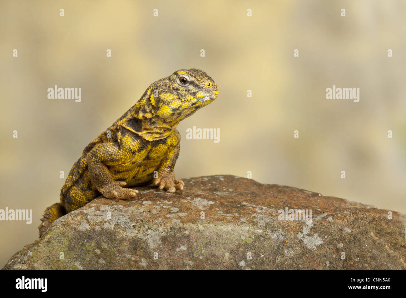 Geyr's Saharan Spiny-tailed Lizard (Uromastyx acanthinurus geyri) adult, standing on rock ...