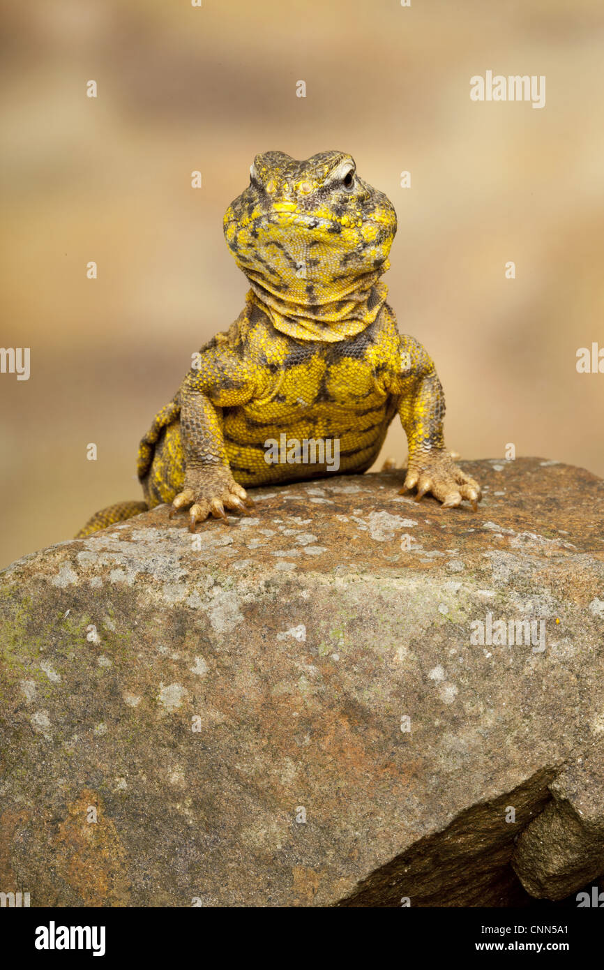 Geyr's Saharan Spiny-tailed Lizard (Uromastyx acanthinurus geyri) adult ...