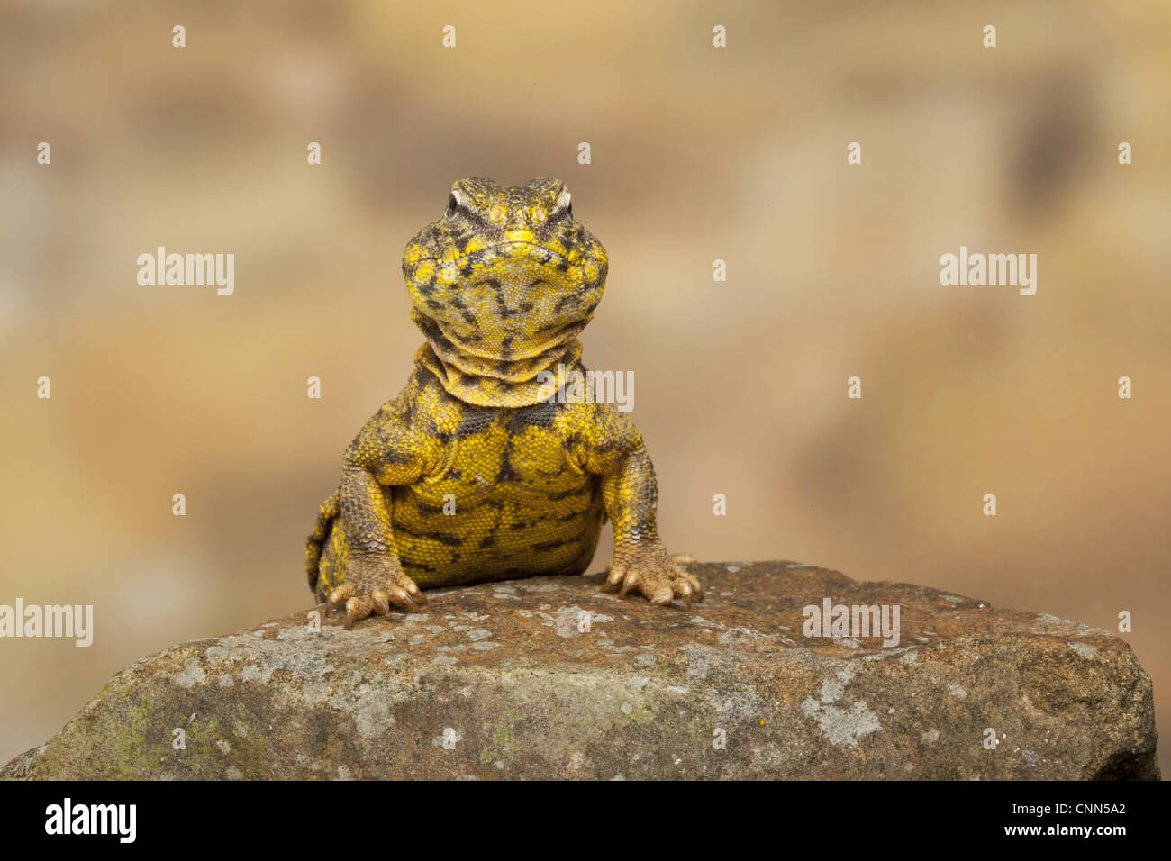 African spiny tailed lizard uromastyx hi-res stock photography and ...
