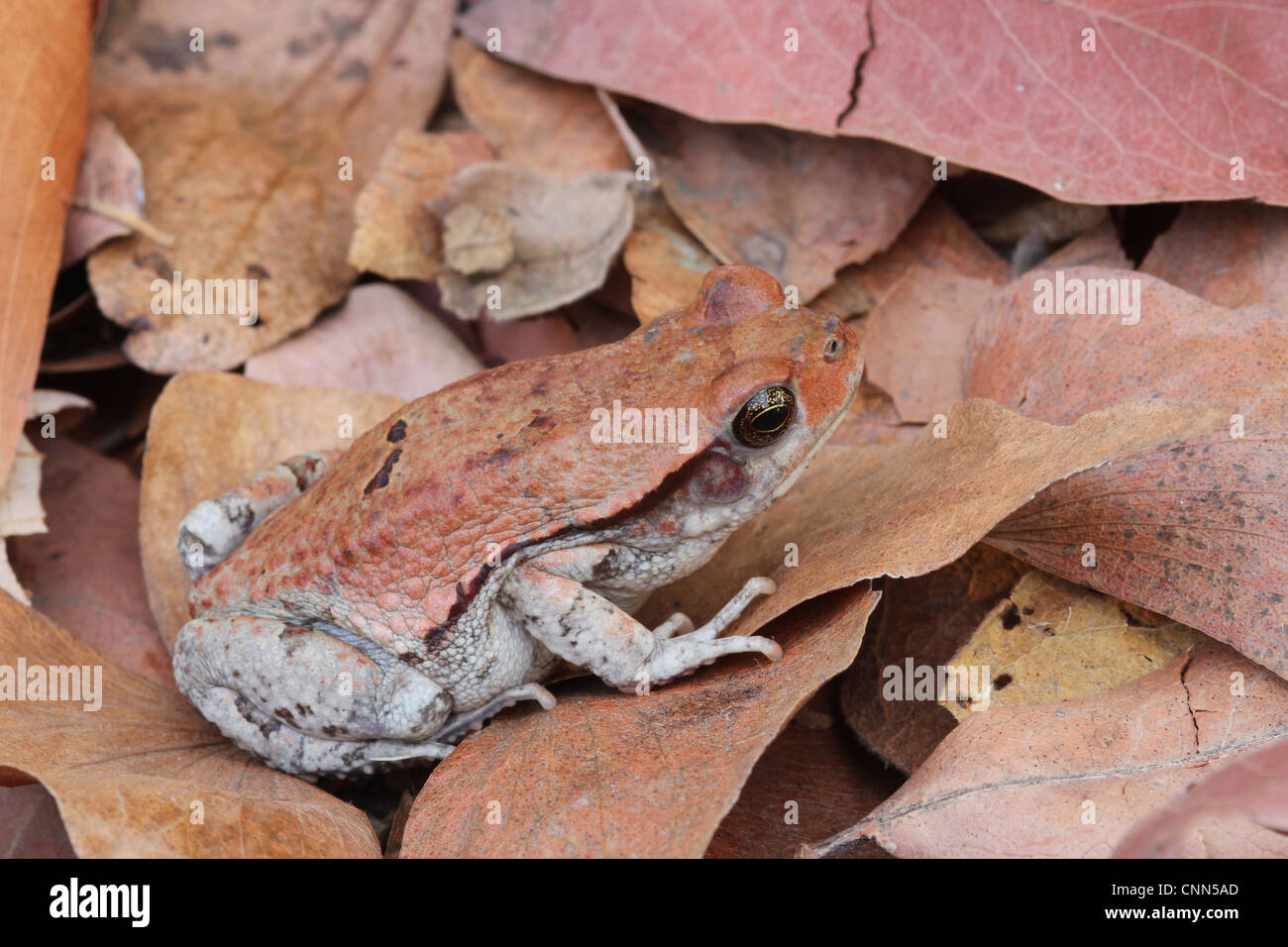 African Red Toad (Schismaderma carens) adult, camouflaged on leaf ...