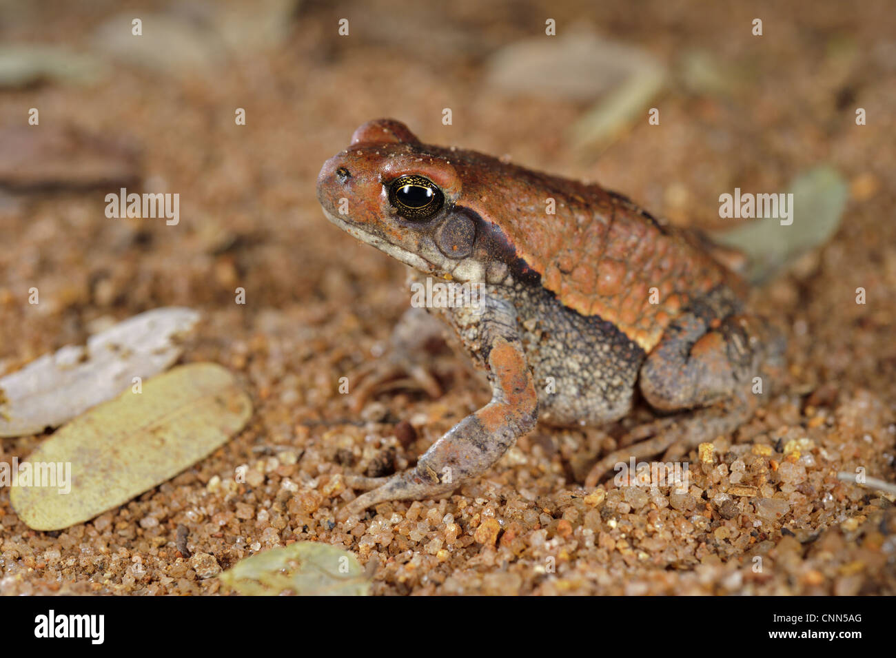 South african toad hi-res stock photography and images - Alamy